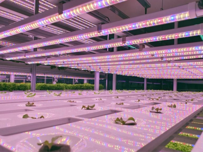 Vertical Farming Technology | What Equipment & Systems for You?